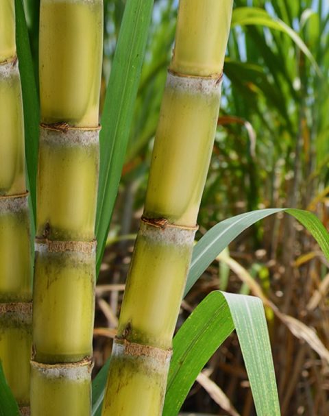 Home - Kenya Sugar Board